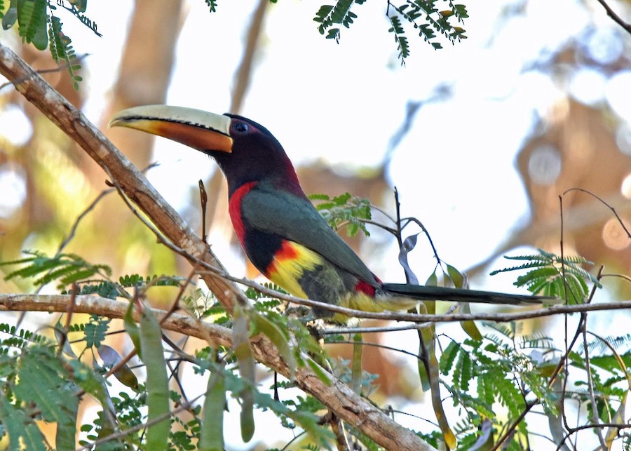 Tilingo Pico Amarillo (mariae) - eBird