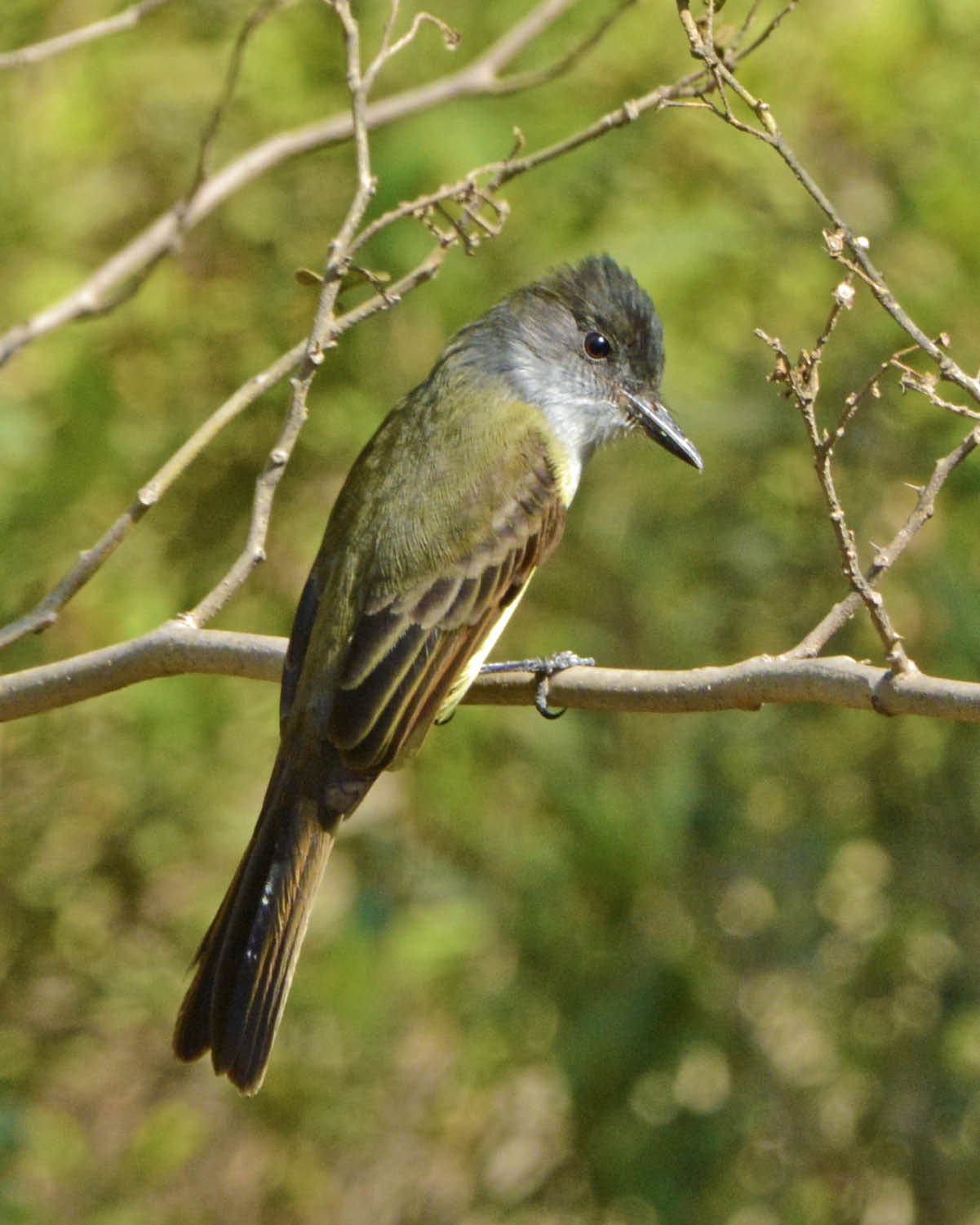 Copetón capirotado (nigriceps/atriceps) - eBird