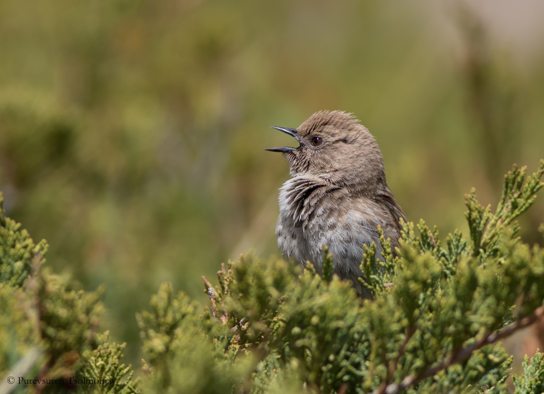 Mongolian Accentor - eBird