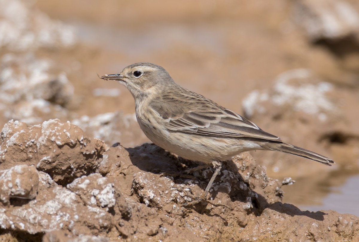 Water Pipit (Blakiston's) - eBird