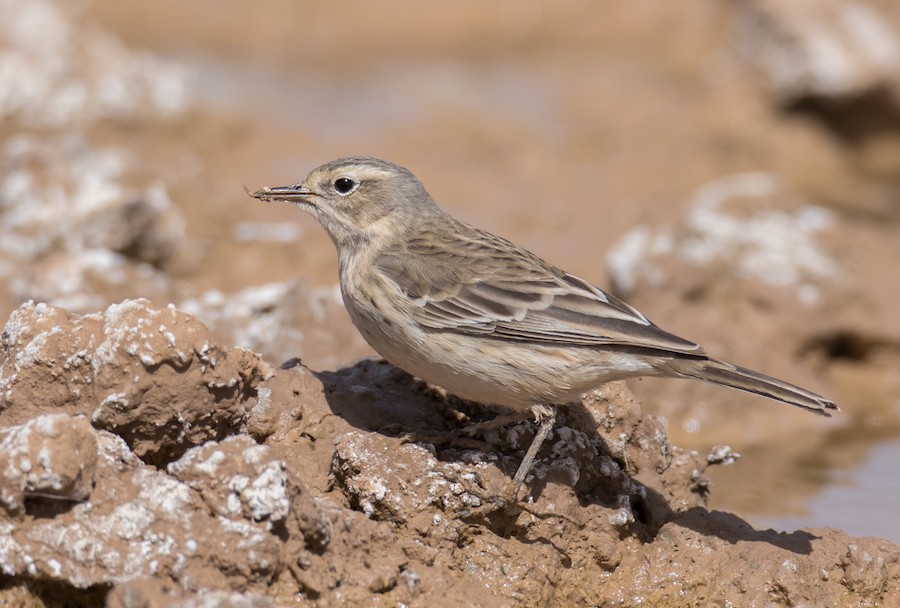 Water Pipit (Blakiston's) - eBird