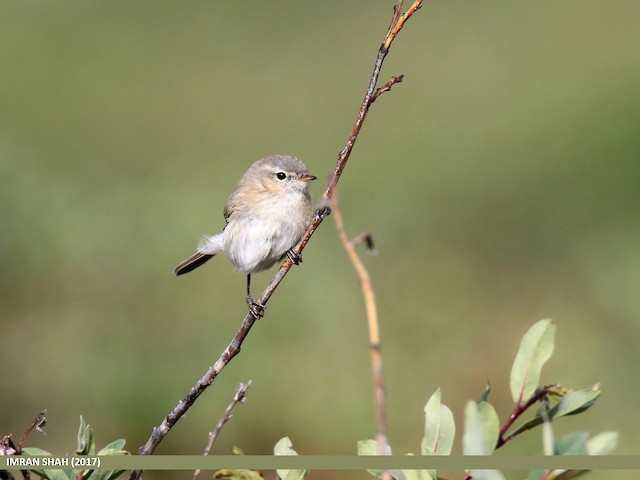 Photos - Mountain Chiffchaff - Phylloscopus sindianus - Birds of the World