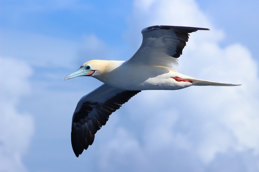 Bobo Patas Rojas (sula) - eBird