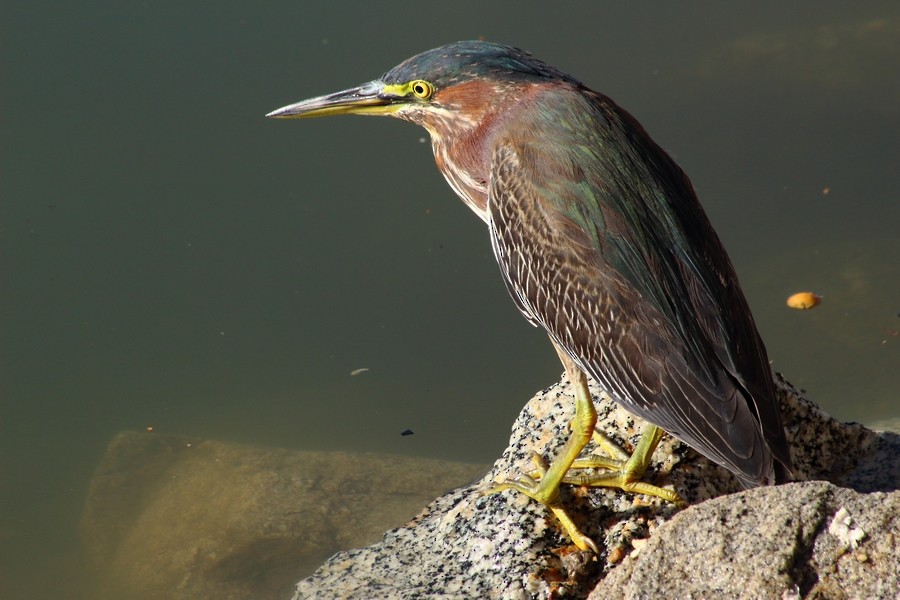 Chicuaco Cuello Rojo (frazari) - eBird