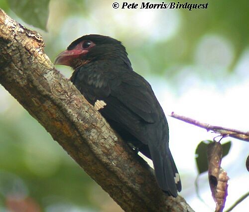 Humid Subtropical Birds