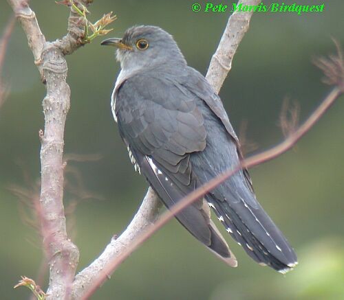 Oriental Cuckoo