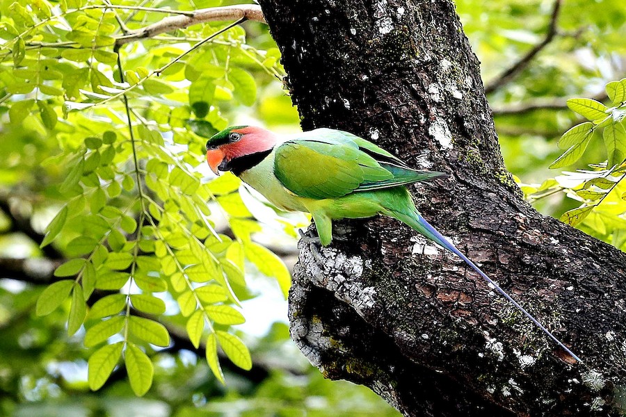 Cotorra Colilarga (longicauda/defontainei) - eBird