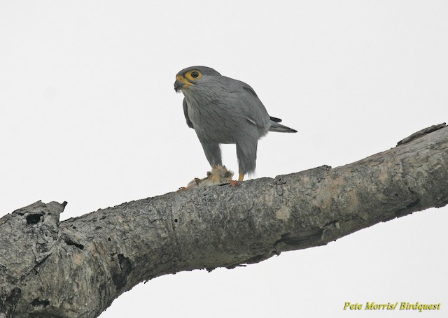Photos - Gray Kestrel - Falco ardosiaceus - Birds of the World