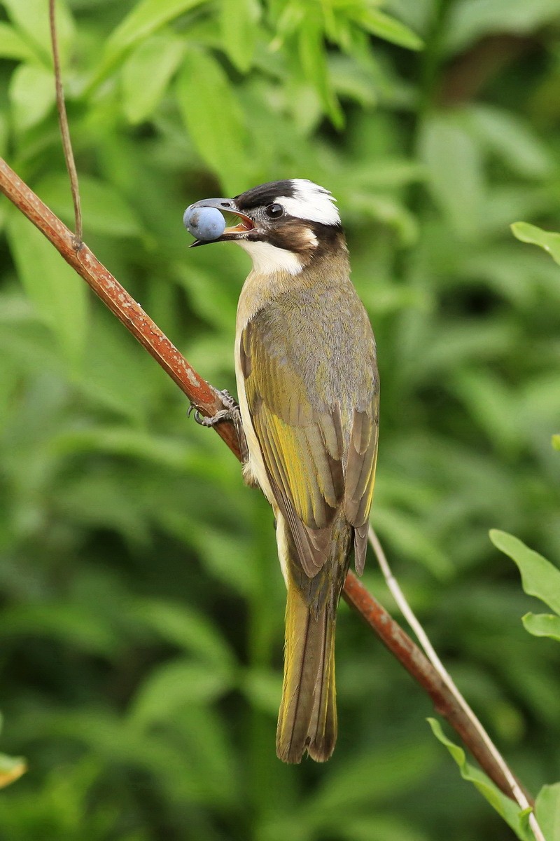 Bulbul Chino (sinensis) - eBird