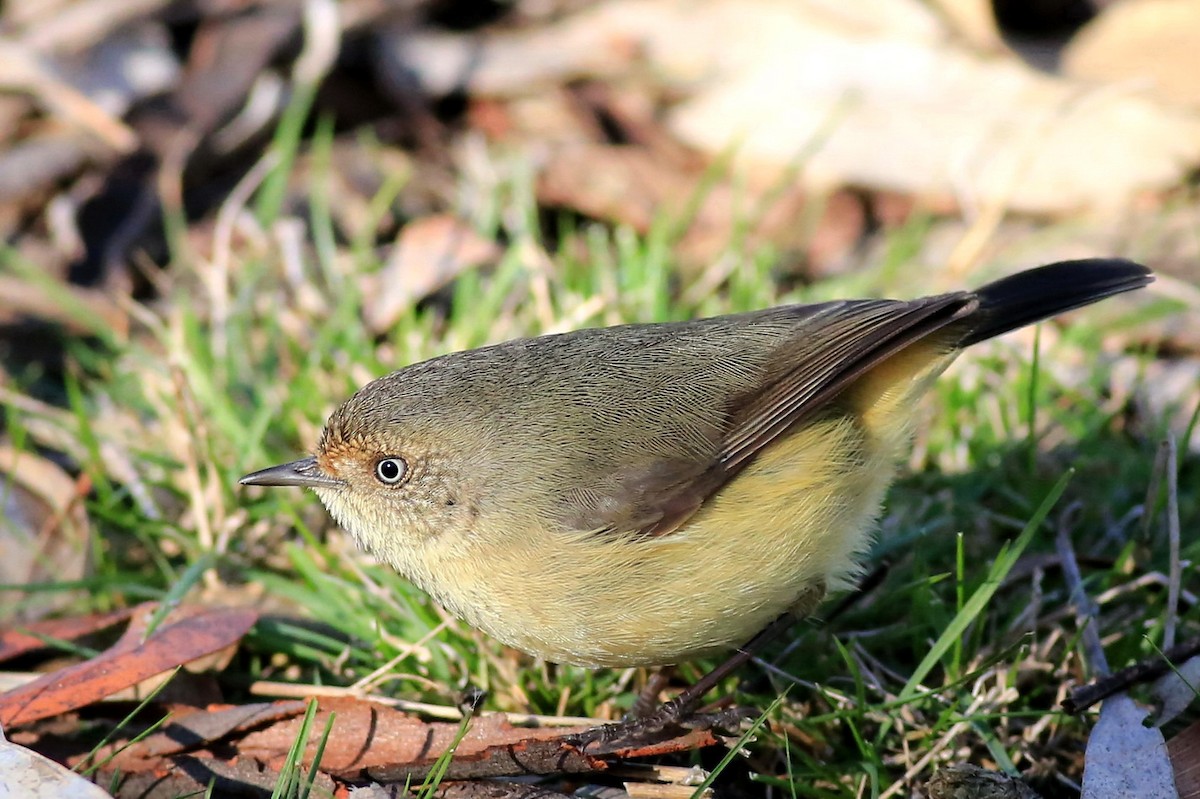 Buff-rumped Thornbill - Acanthiza reguloides - Media Search - Macaulay ...
