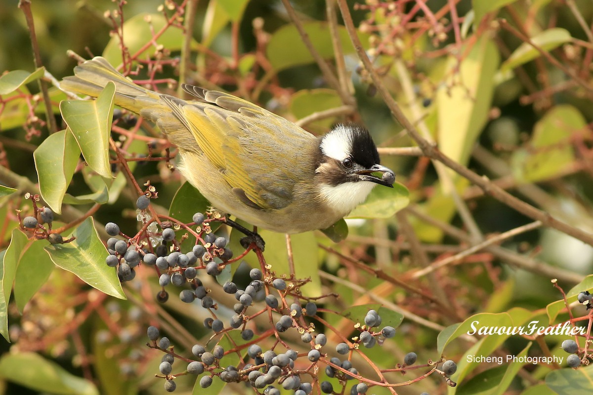 Light-vented Bulbul - Pycnonotus sinensis - Media Search - Macaulay ...