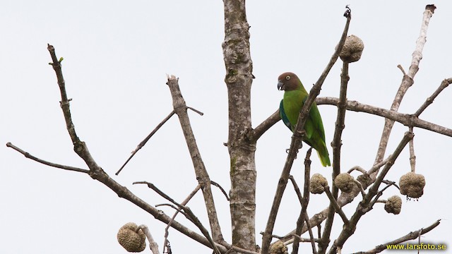 Red cheeked Parrot - Identification Systematics History Subspecies Habitat