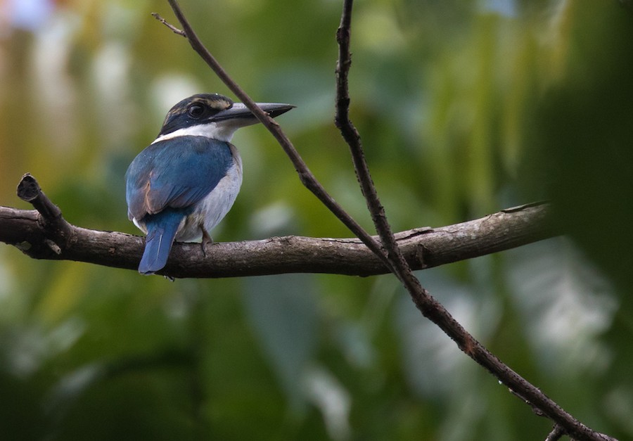 Pacific Kingfisher (Solomons) - eBird