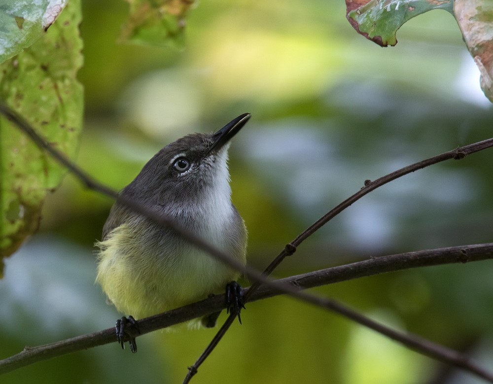 Fan-tailed Gerygone (Rennell) - eBird