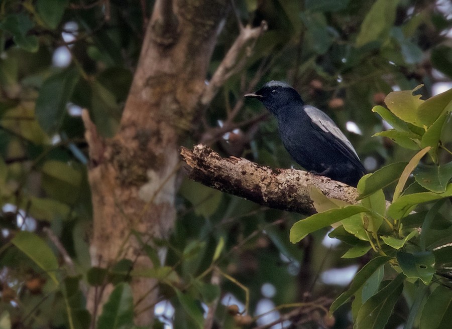 Oruguero de las Salomón (holopolium/tricolor) - eBird