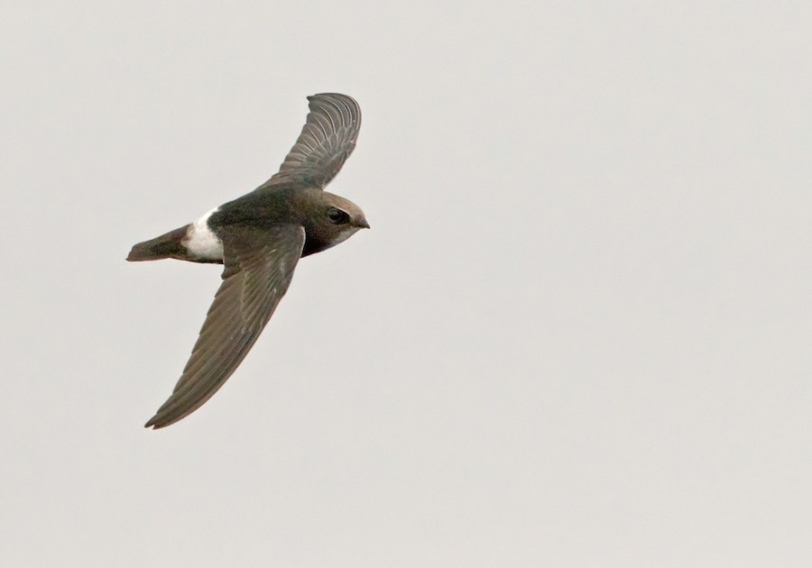 Little Swift (Little) - eBird