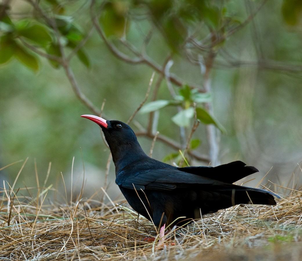 Red-billed Chough (Red-billed) - eBird
