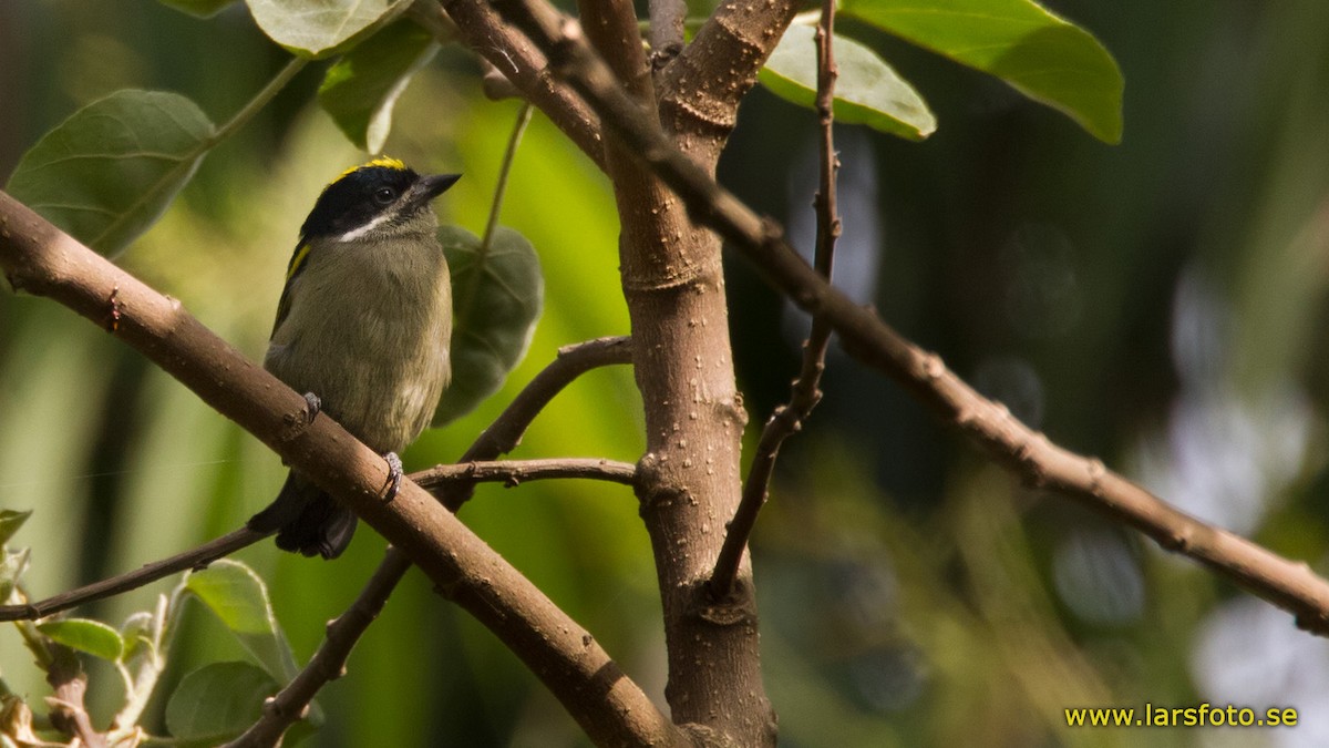 Western Tinkerbird (Western) - eBird