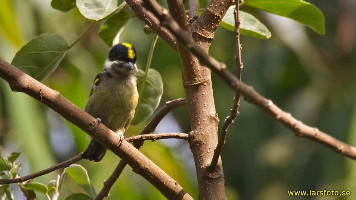 Western Tinkerbird (Western) - eBird