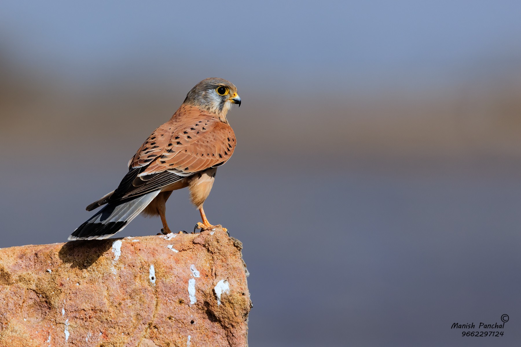 Eurasian Kestrel (Eurasian) - eBird