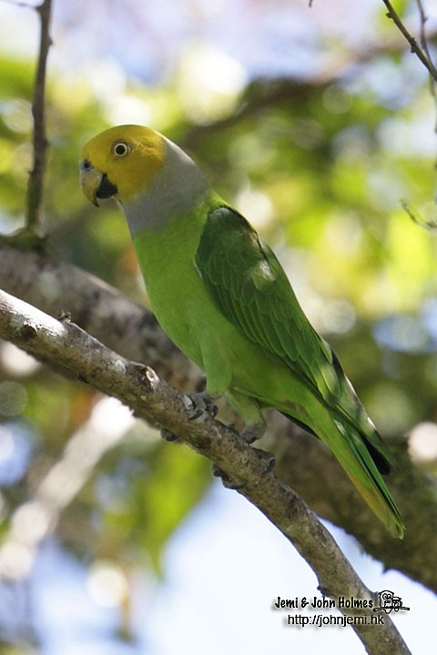 Lorito Heteróclito (norteño) - eBird
