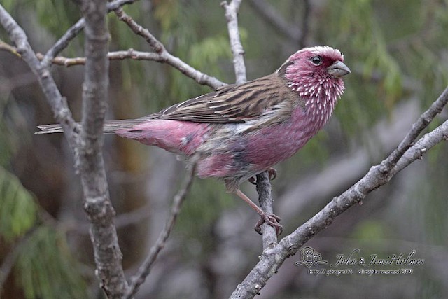 Photos - Chinese White-browed Rosefinch - Carpodacus dubius - Birds of ...