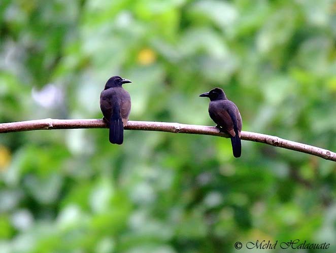 Paradise-crow (Halmahera) - eBird