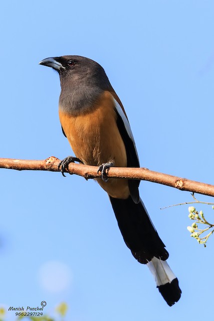 Bird Favorite Picker ― Perchance Generator