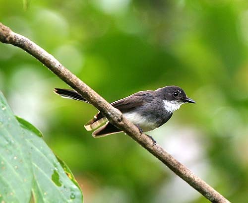 Photos - Northern Fantail - Rhipidura rufiventris - Birds of the World