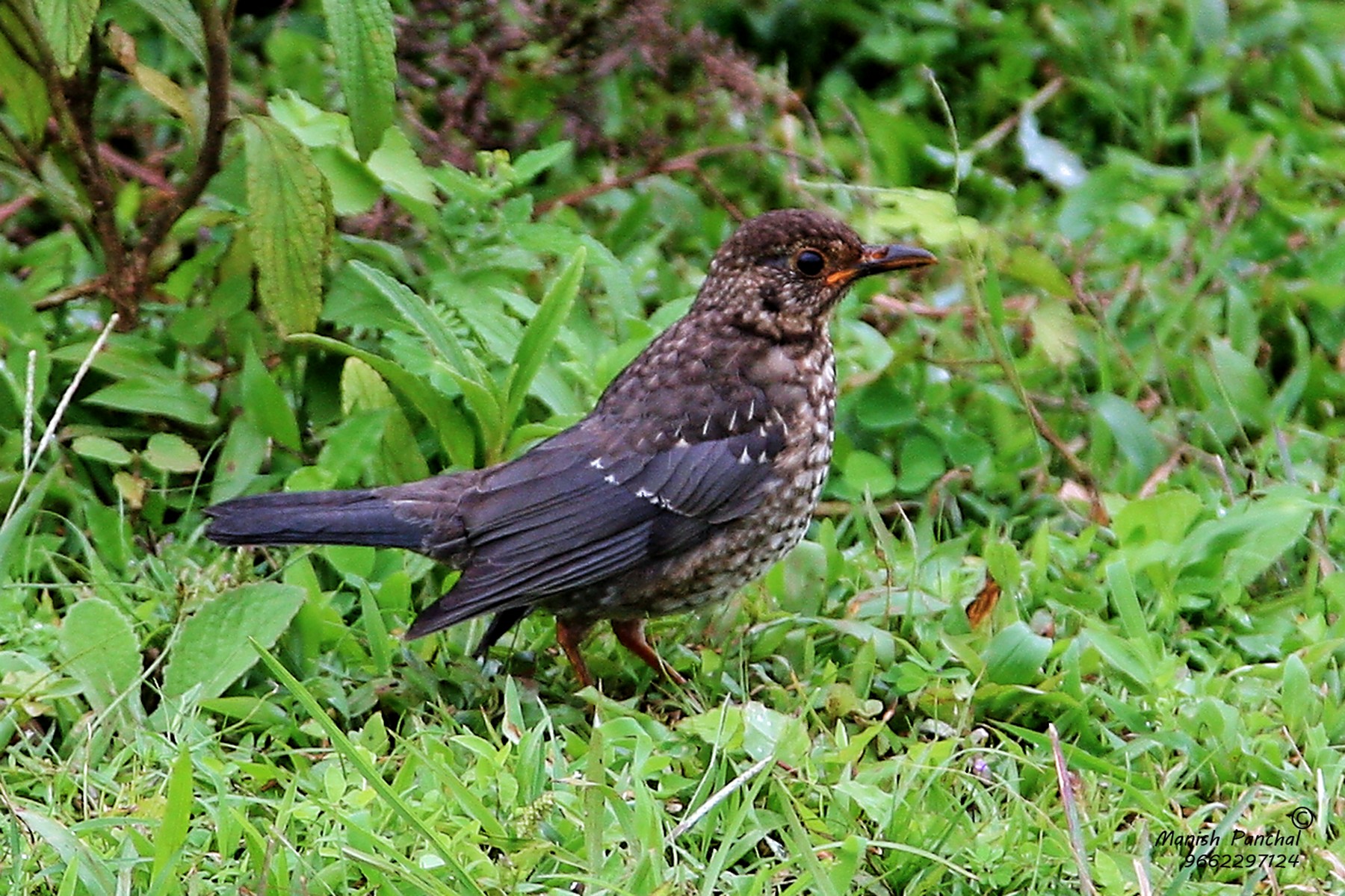 Mirlo Indio (simillimus/bourdilloni) - eBird