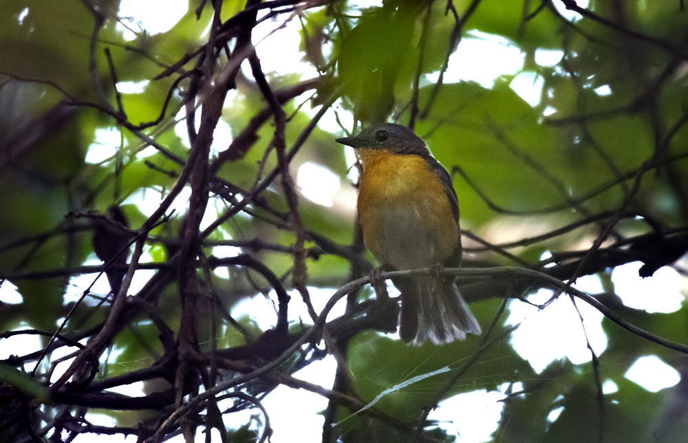 East Coast Akalat (East Coast) - eBird