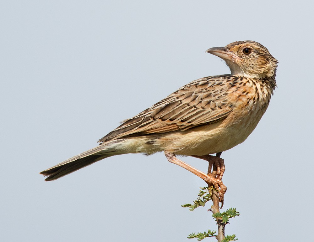 Red-winged Lark (Red-winged) - eBird