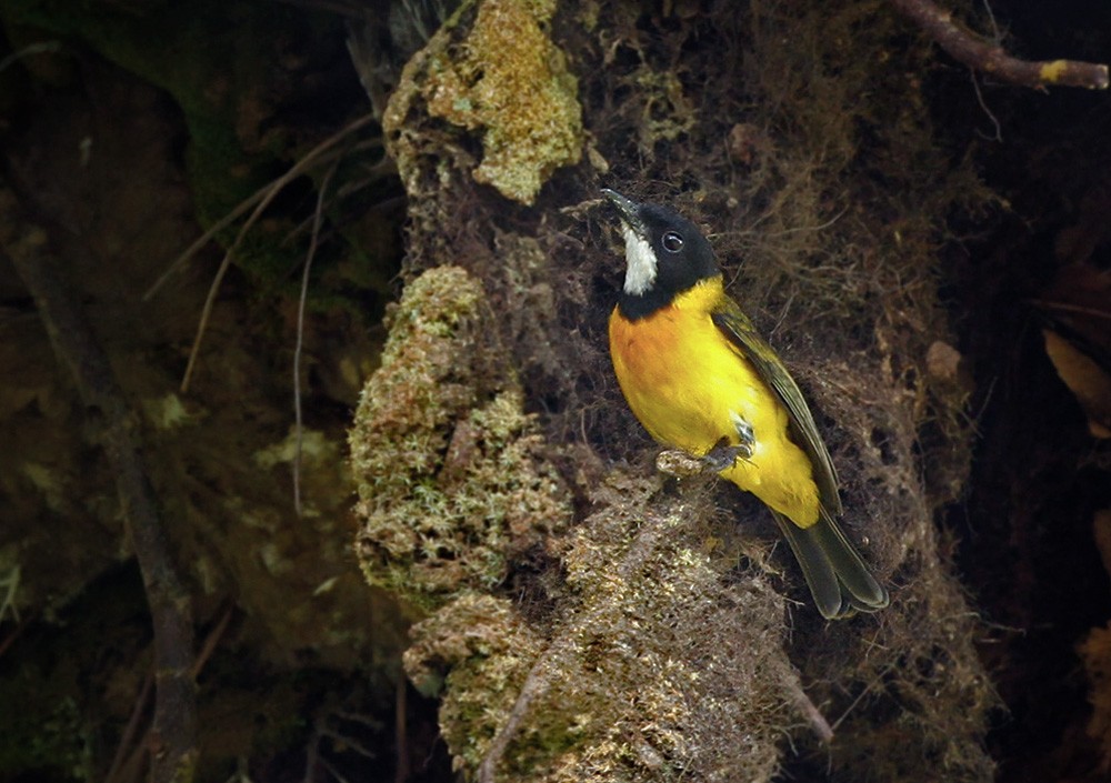 Rusty-breasted Whistler (Rusty-breasted) - eBird