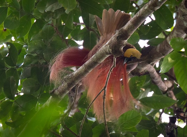 Photos - Goldie's Bird-of-Paradise - Paradisaea decora - Birds of the World
