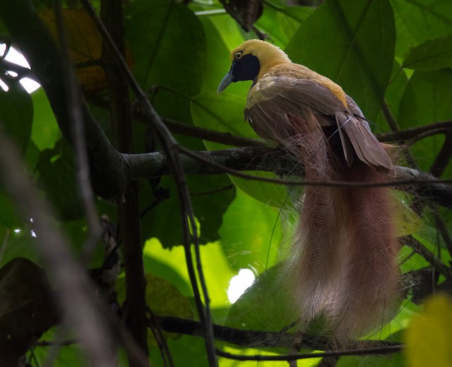 Photos - Goldie's Bird-of-Paradise - Paradisaea decora - Birds of the World
