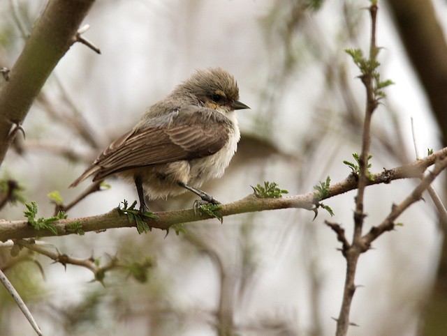 Photos - Mouse-colored Penduline-Tit - Anthoscopus musculus - Birds of ...
