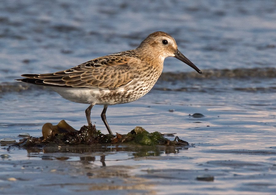 Bonte Strandloper (arctica) - eBird