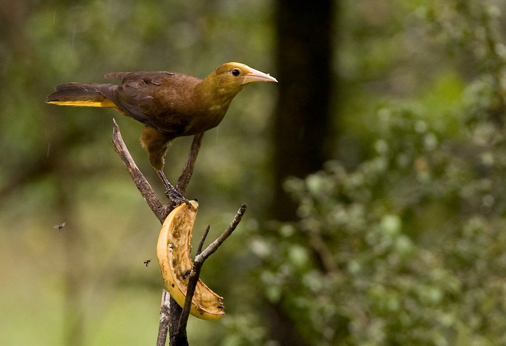 Cacique Dorsirrufo (grupo angustifrons) - eBird