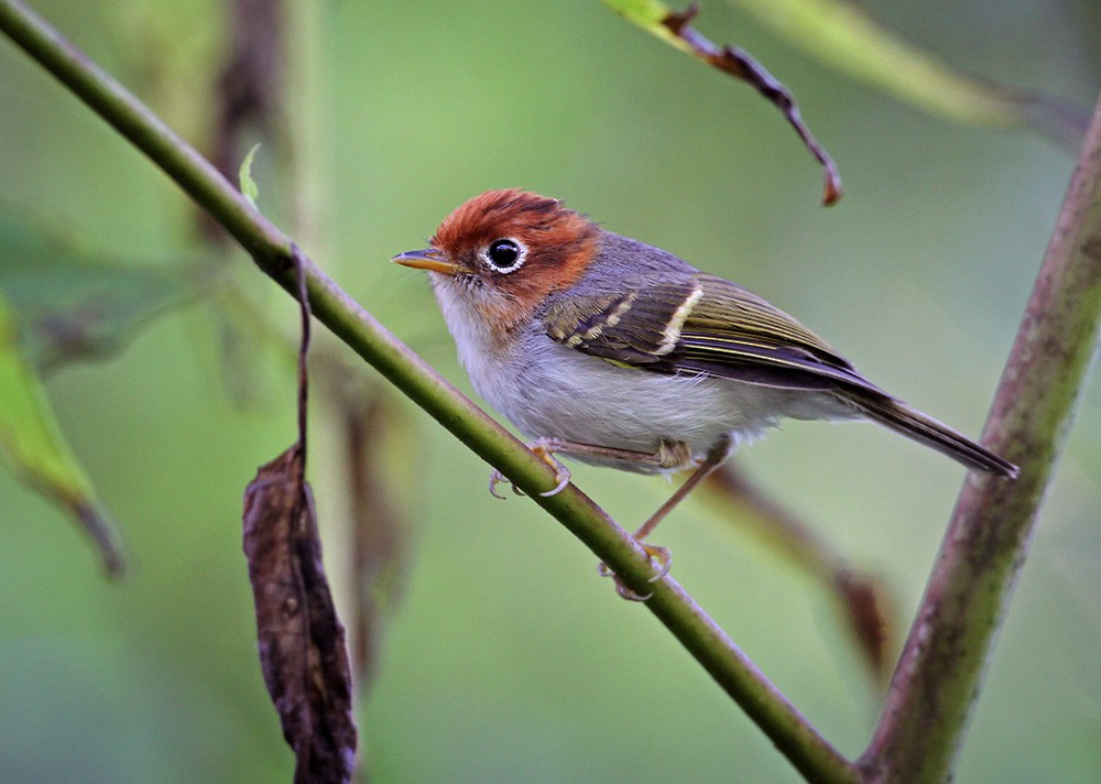 Mosquitero de la Sonda (grammiceps) - eBird
