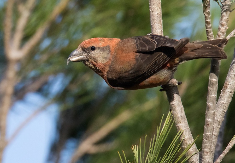 Common Crossbill (Balearic) - eBird
