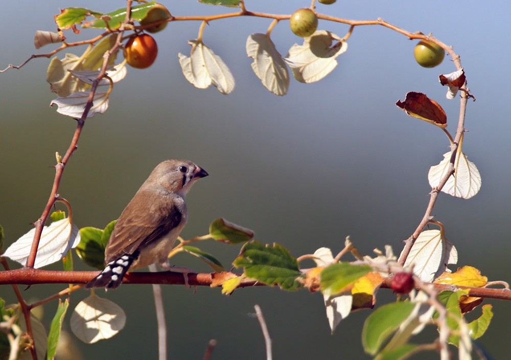 Zebra Finch (Lesser Sundas) - eBird