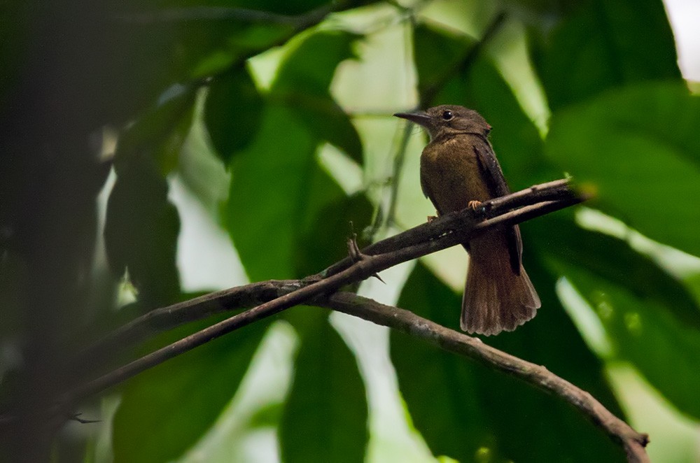 Tropical Royal Flycatcher (Amazonian) - eBird