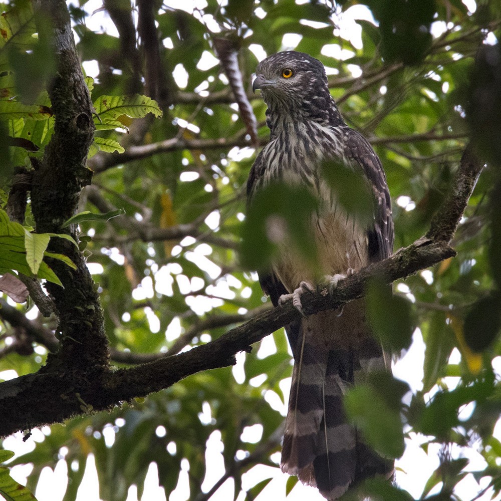 eBird Checklist - 17 Jul 2014 - Keki Lodge - 4 species