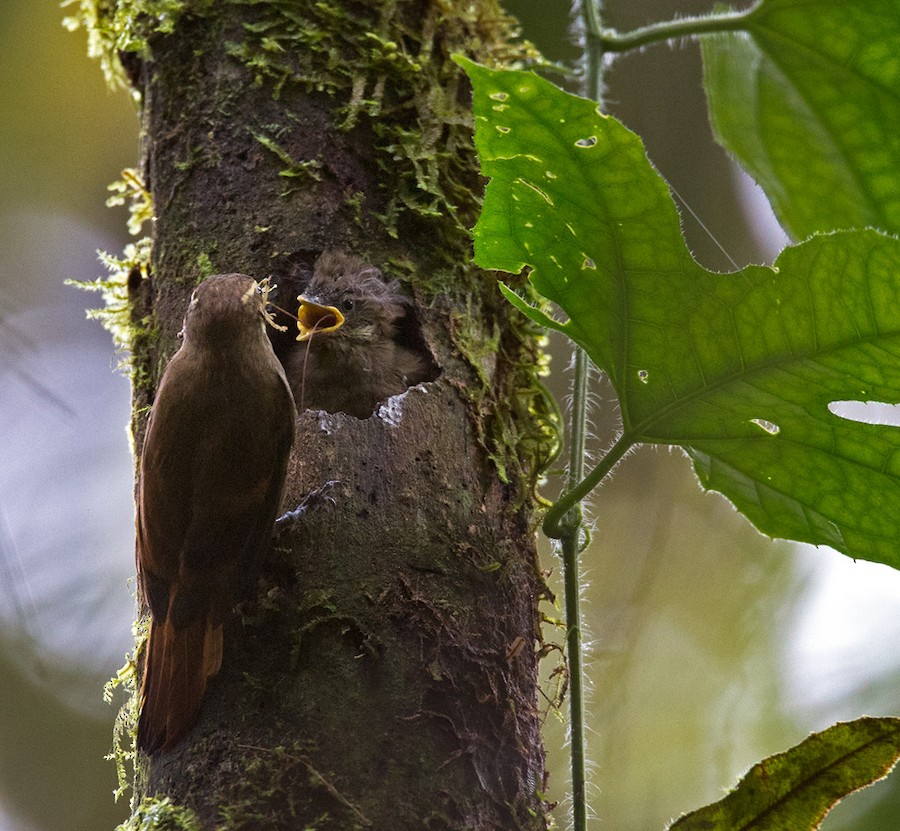 Plain Xenops (mexicanus Group) - eBird