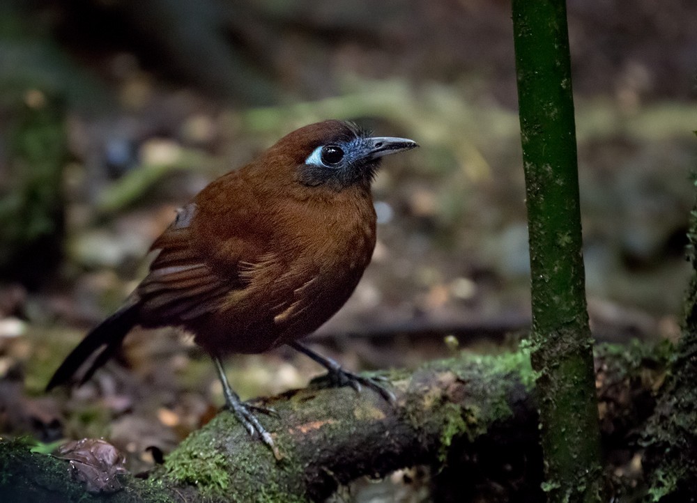 Zeledon's Antbird (Choco) - eBird