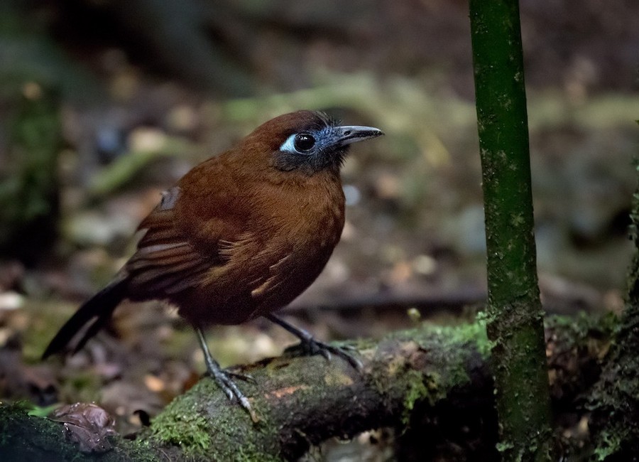 Панамская муравьеловка (berlepschi) - eBird