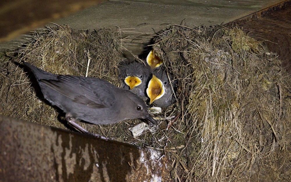 American Dipper (Northern) - eBird