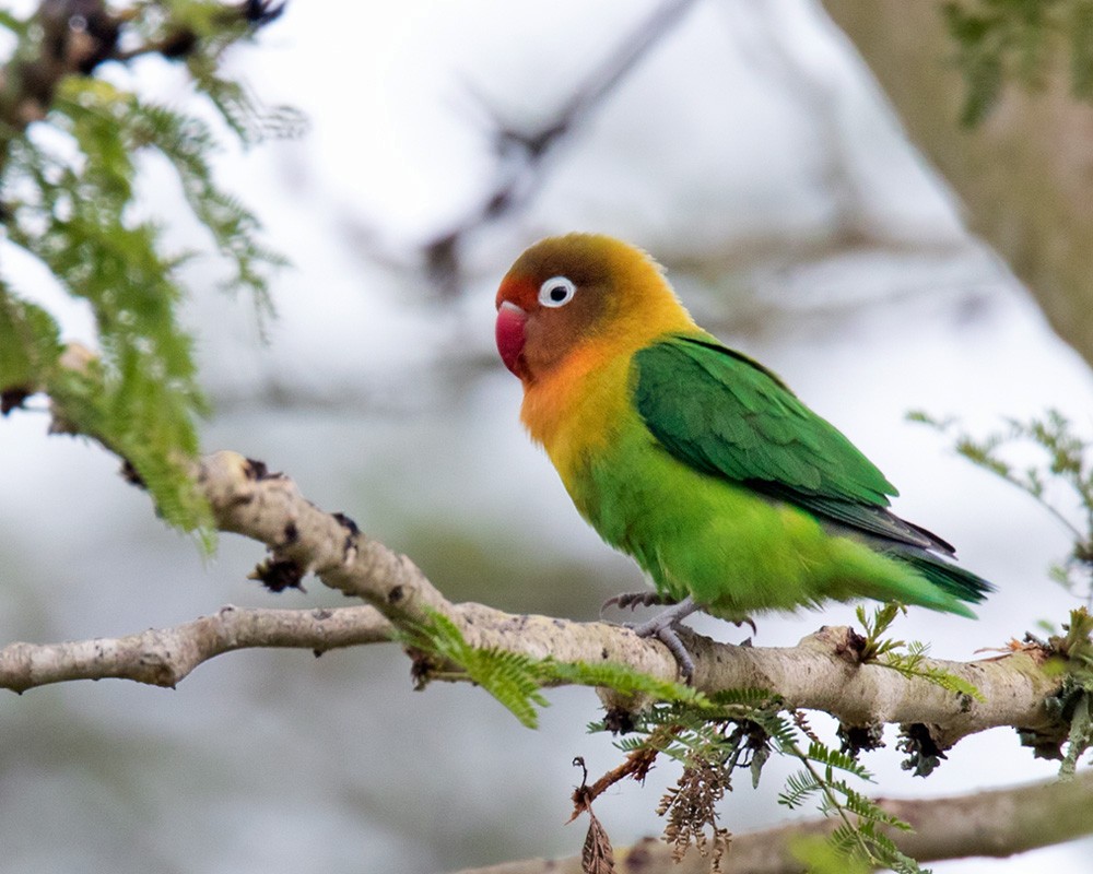 Fischer's x Yellow-collared Lovebird (hybrid) - eBird