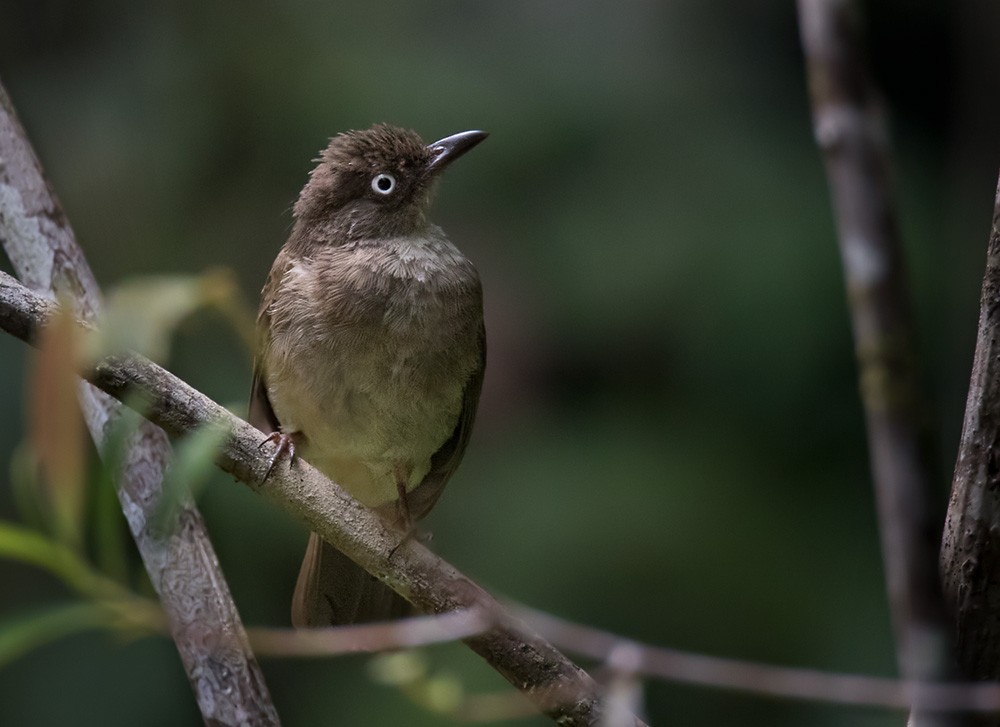 Cream-vented Bulbul (White-eyed) - eBird