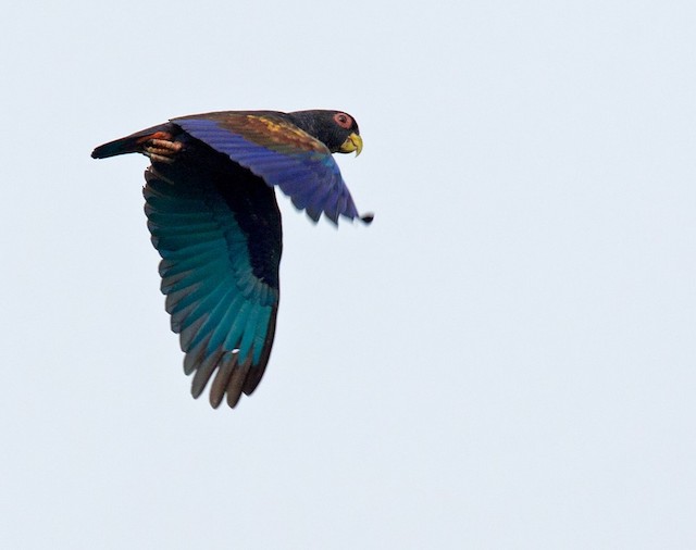 Bronze Winged Pionus